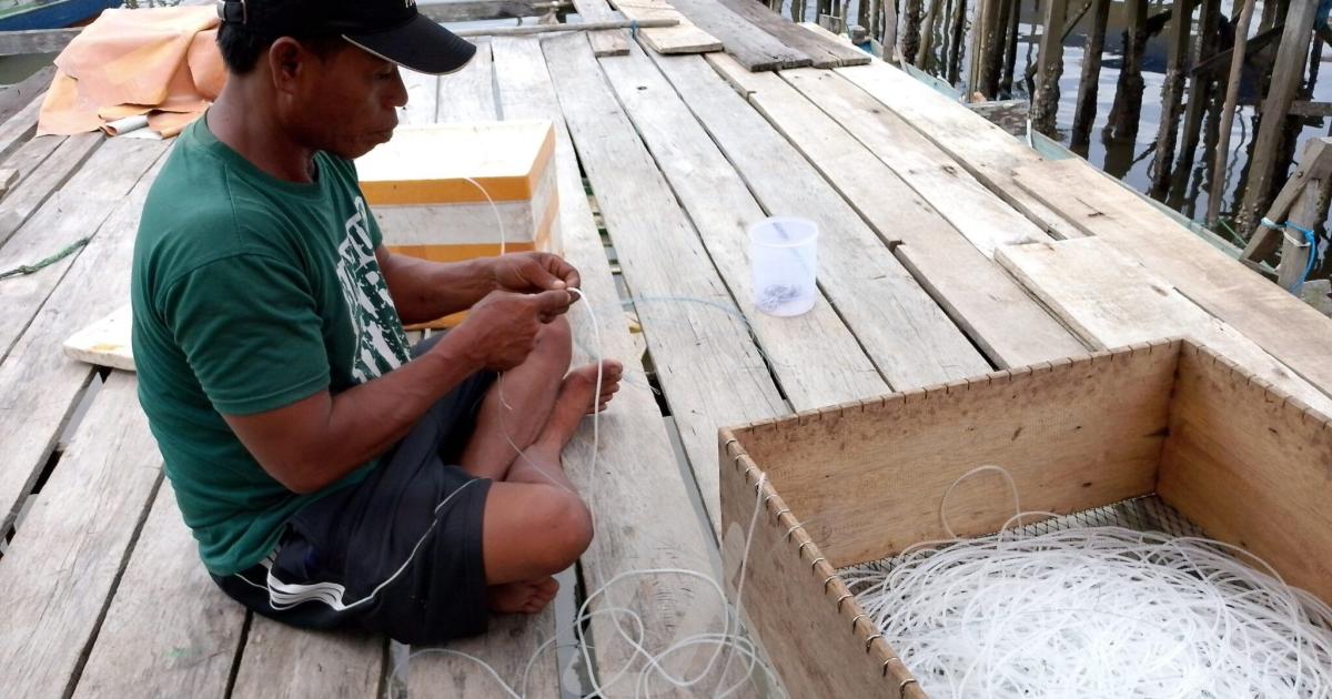 Mangrove Camptostemon philiphinensis: Jejak Langka yang Terancam Hilang ...